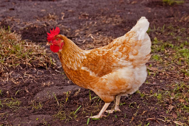 Free range chicken stock photo. Image of hens, flock - 30434922