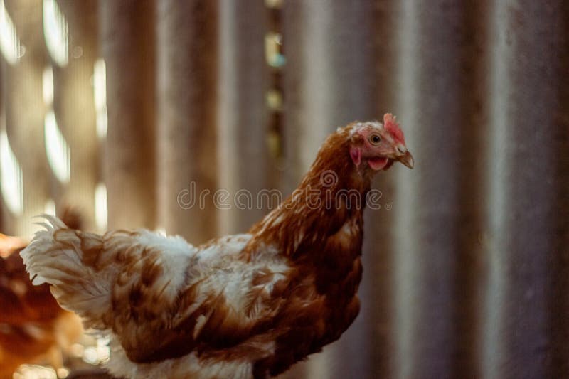 Free Range Chicken and Rooster on a Traditional Poultry Farm Stock ...