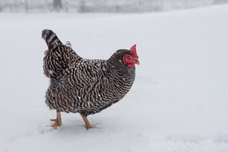 Free Range Chicken in the Snow Stock Photo - Image of rooster, snowy ...