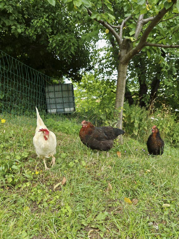 Free Range Chicken and Species Appropriate Keeping Stock Image - Image ...