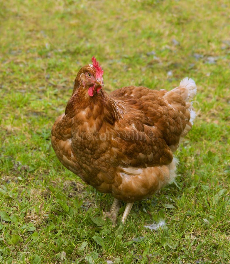 33,314 Chicken Standing Stock Photos - Free & Royalty-Free Stock Photos ...