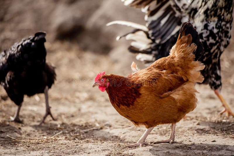 Free Range Chicken on a Traditional Organic Poultry Farm. Stock Image ...