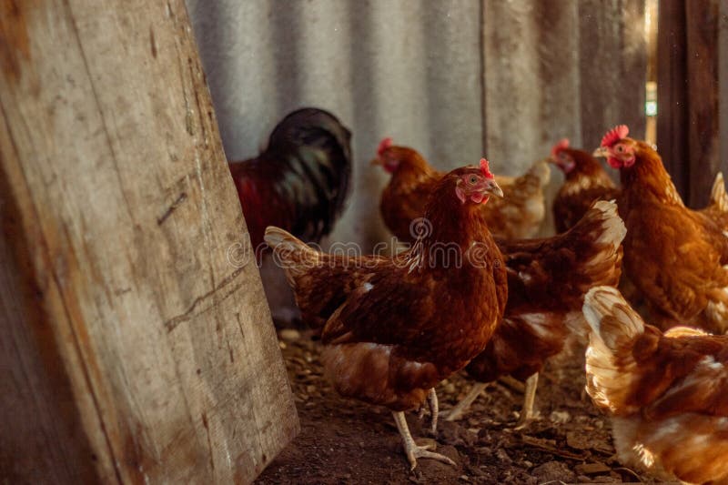 Free Range Chicken on a Traditional Poultry Farm Sunny Day Stock Photo ...