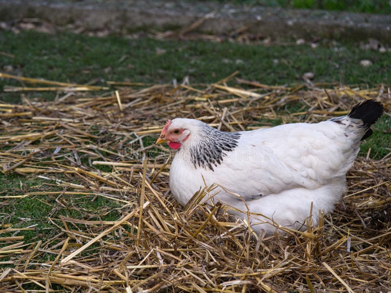 Free-range Chicken with White Feathers on a Farm Stock Image - Image of ...