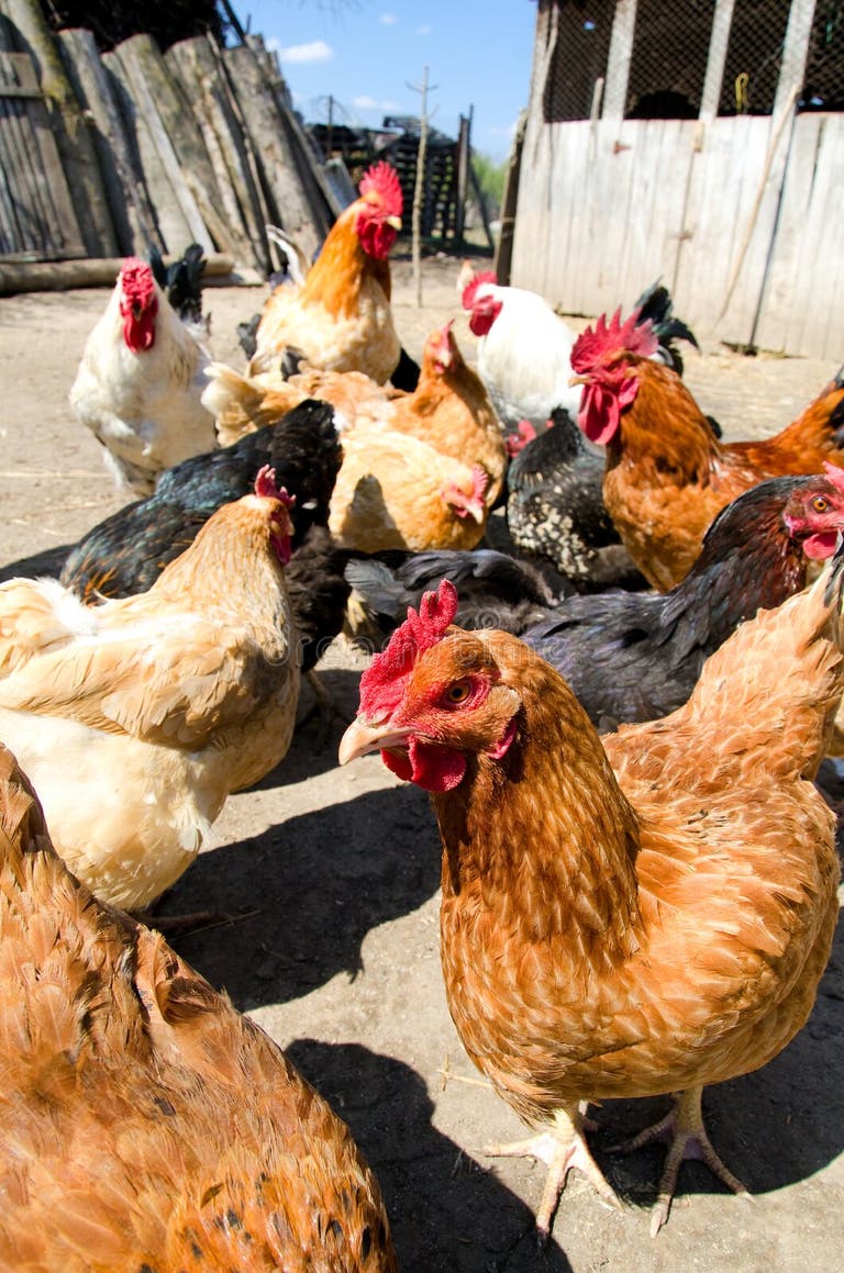 11,453 Free Range Chickens Stock Photos - Free & Royalty-Free Stock ...