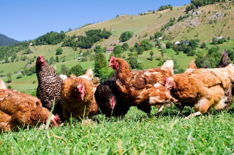 1,649,413 Free Caat Stock Photos - Free & Royalty-Free Stock Photos ...