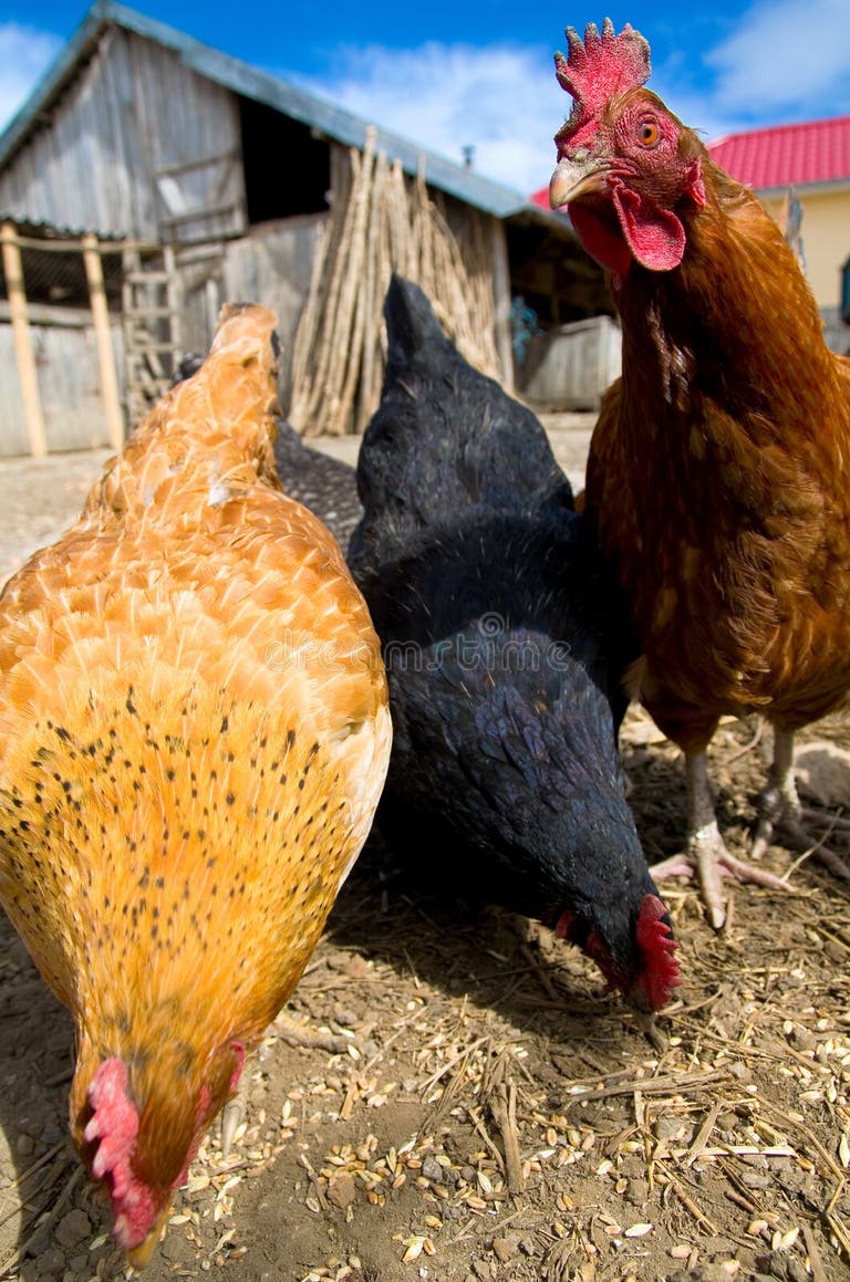 11,453 Free Range Chickens Stock Photos - Free & Royalty-Free Stock ...