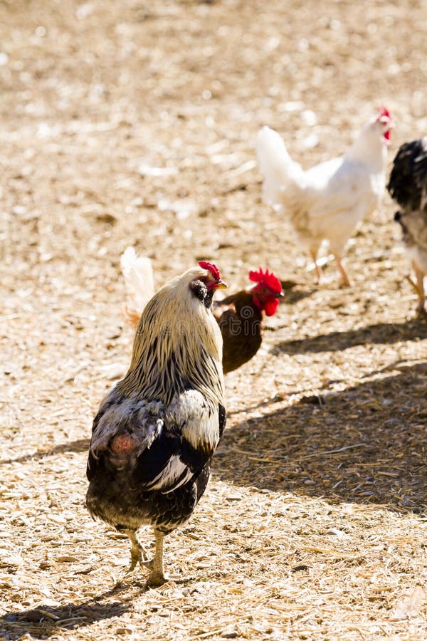 Free range chickens stock photo. Image of fowl, bird - 29175662