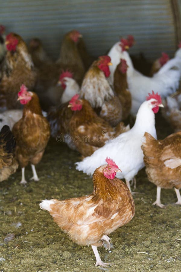 Free range chickens stock image. Image of ranch, bird - 29175755