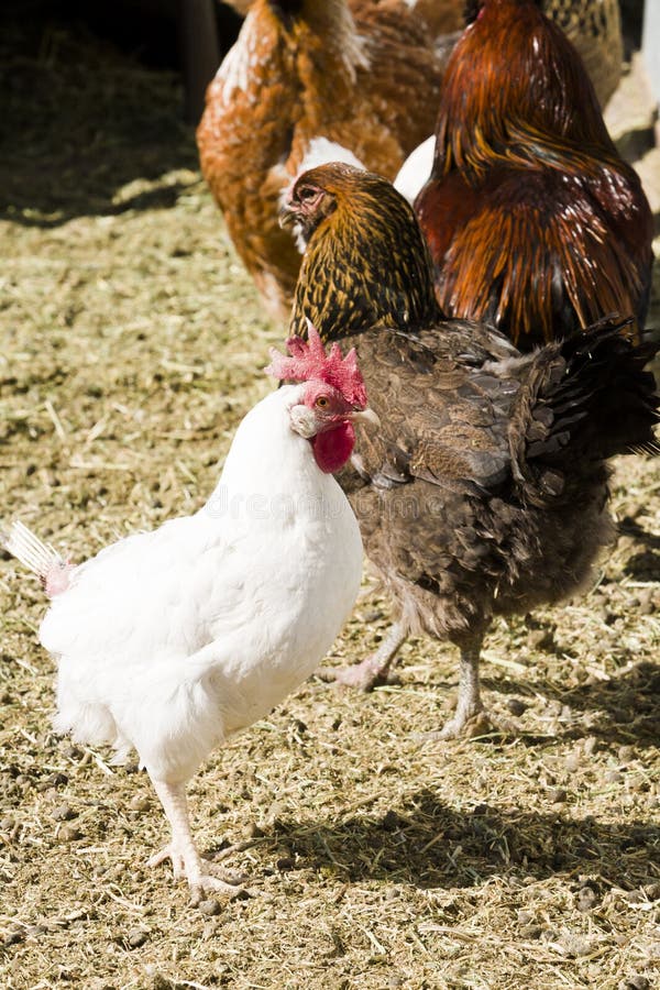Free range chickens stock photo. Image of color, fresh - 29175796
