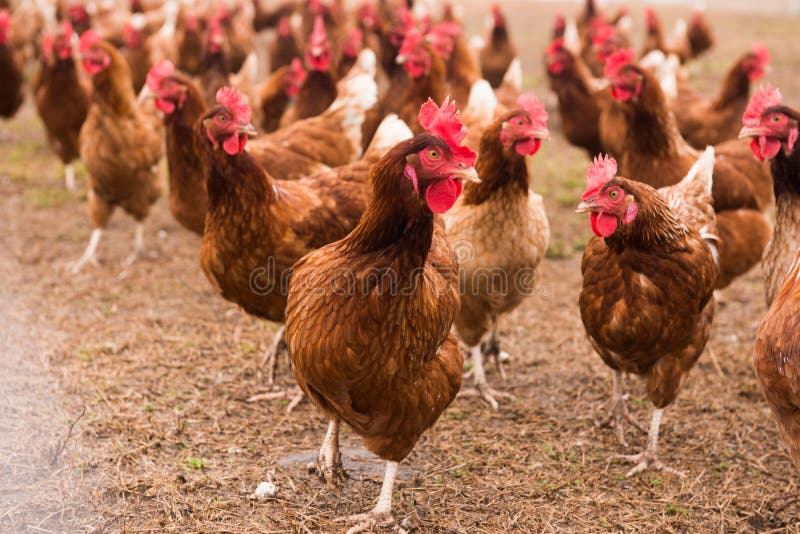 Free-Range Chickens in Barnyard Pasture Stock Image - Image of chick ...