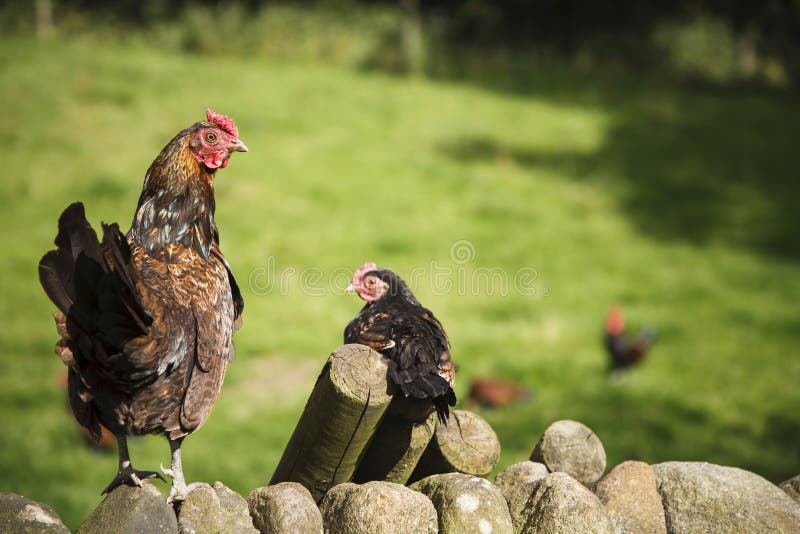 Free range chickens stock image. Image of animals, female - 114804427