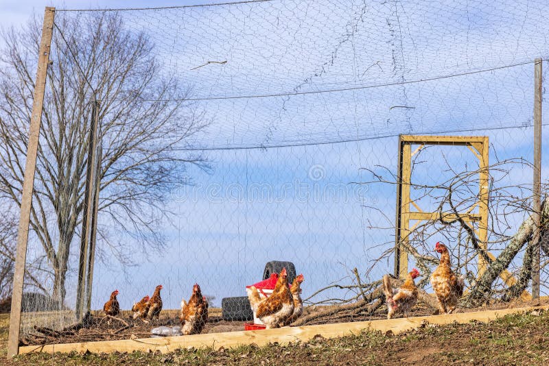 Free-range Chickens in a Cage in the Countryside Stock Photo - Image of ...