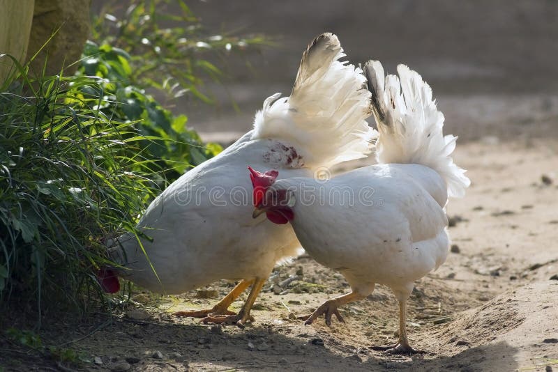 Free-Range Chickens stock photo. Image of reared, cage - 48053380