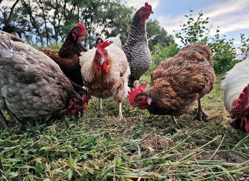 Bugs Layer Stock Photos - Free & Royalty-Free Stock Photos from Dreamstime