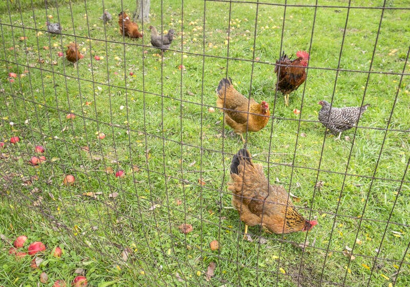 Free Range Chickens Feeding Stock Photo - Image of farm, domestic: 60449376