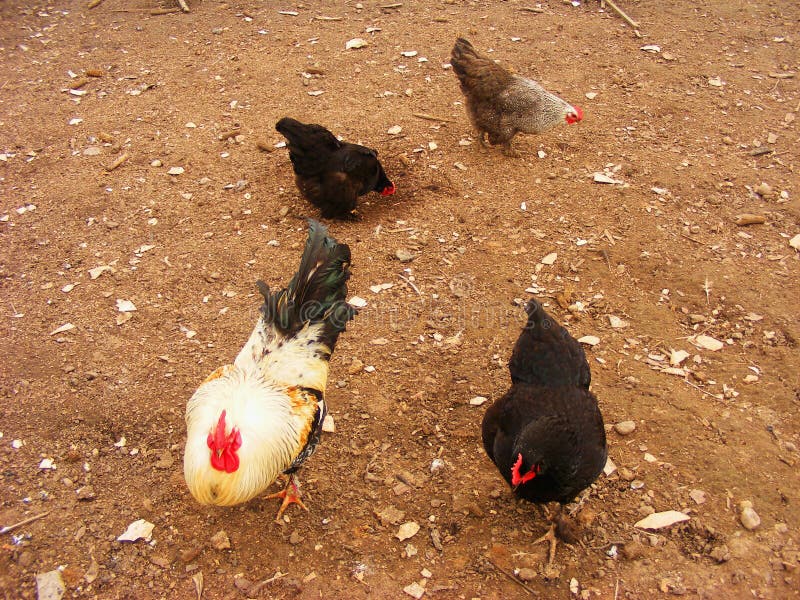 Various Free Range Chickens Feeding at Farm Stock Image - Image of ...