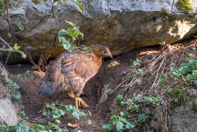 Free Range Chickens on a German Farm in the Summer Stock Image - Image ...