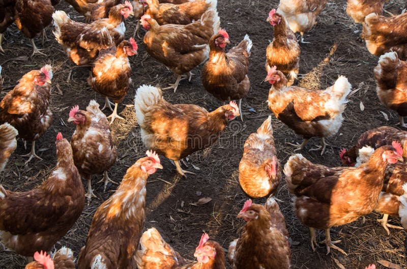 Free Range Chickens stock image. Image of bird, freedom - 31235189