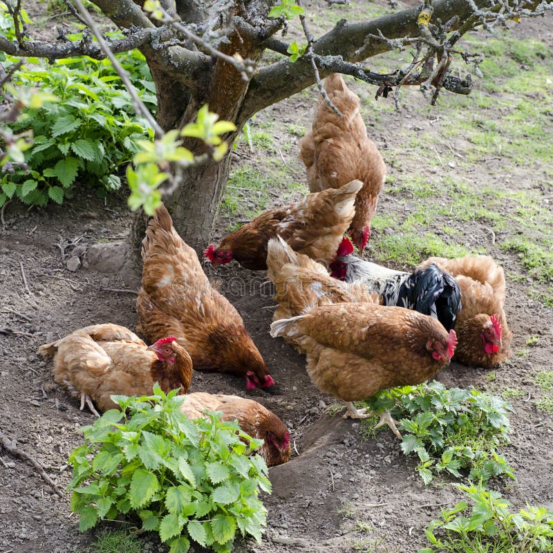 A Hen a Brood Hen with Chickens Stock Image - Image of food, grow: 16961343