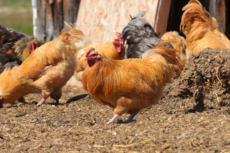 Free Range Chickens stock image. Image of white, food - 148776107