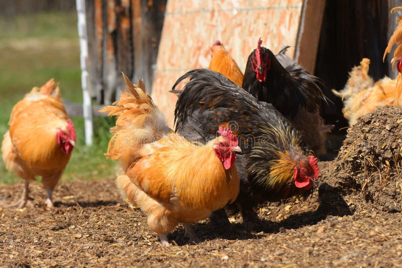 Free Range Chickens stock image. Image of food, rural - 148777647