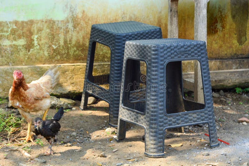 Free-range Chickens Looking for Food Around the Yard Stock Photo ...