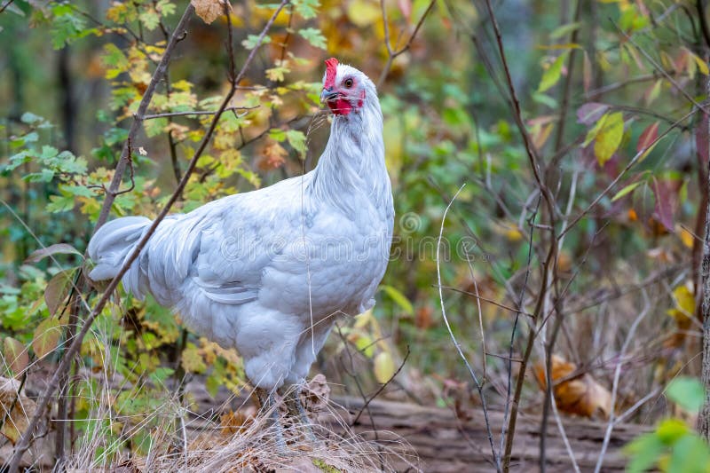 Free Range Chickens Out Walking in Autumn Forest Stock Photo - Image of ...