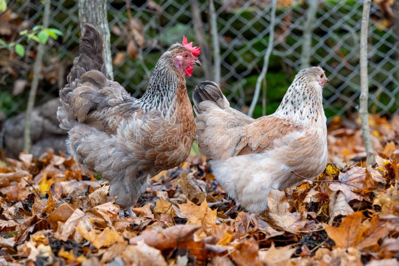 Free Range Chickens Out Walking in Autumn Forest Stock Image - Image of ...