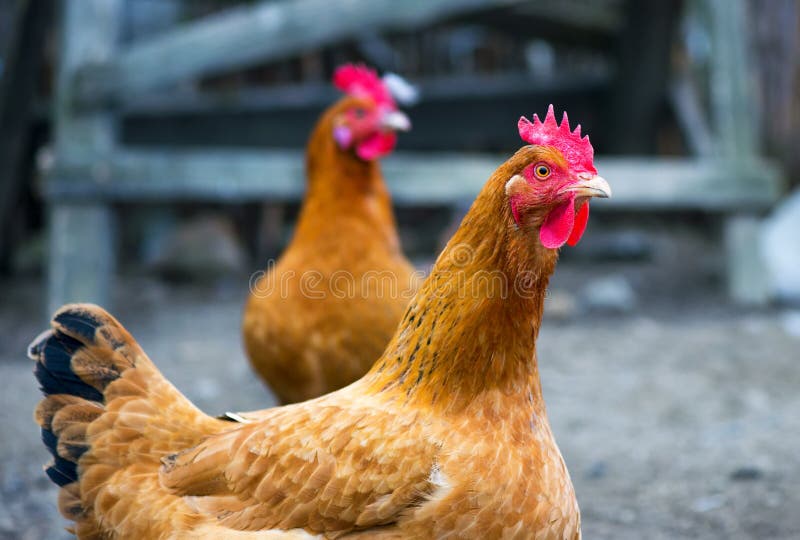 10,553 Free Range Chickens Stock Photos - Free & Royalty-Free Stock ...