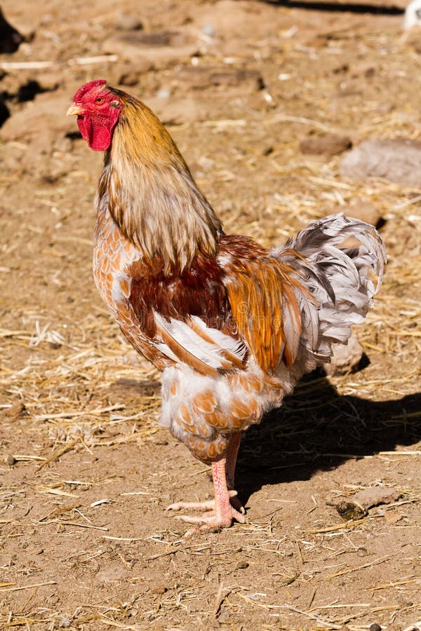 Free range chickens stock image. Image of bird, comb - 287955887