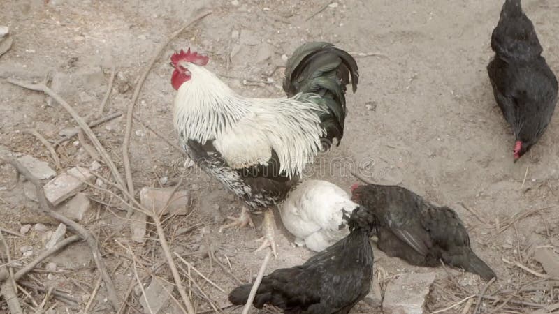 Free-range Chickens Take Dust Baths and Clean Their Feathers with Their ...