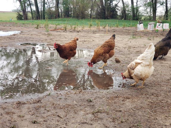 Free Range Chickens Walking Around a Puddle of Water in the Yard. Stock ...