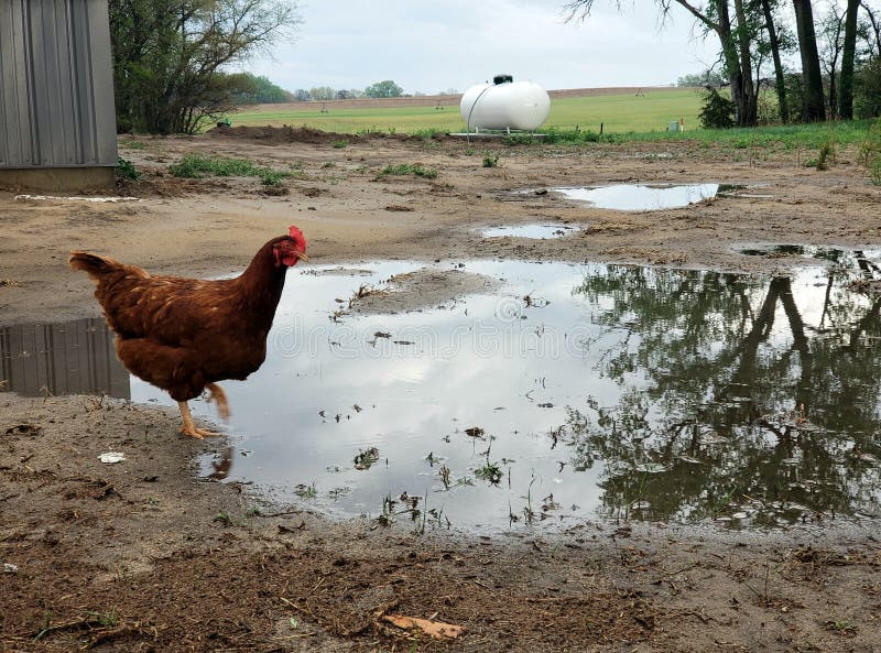 Free Range Chickens Walking Around a Puddle of Water in the Yard. Stock ...