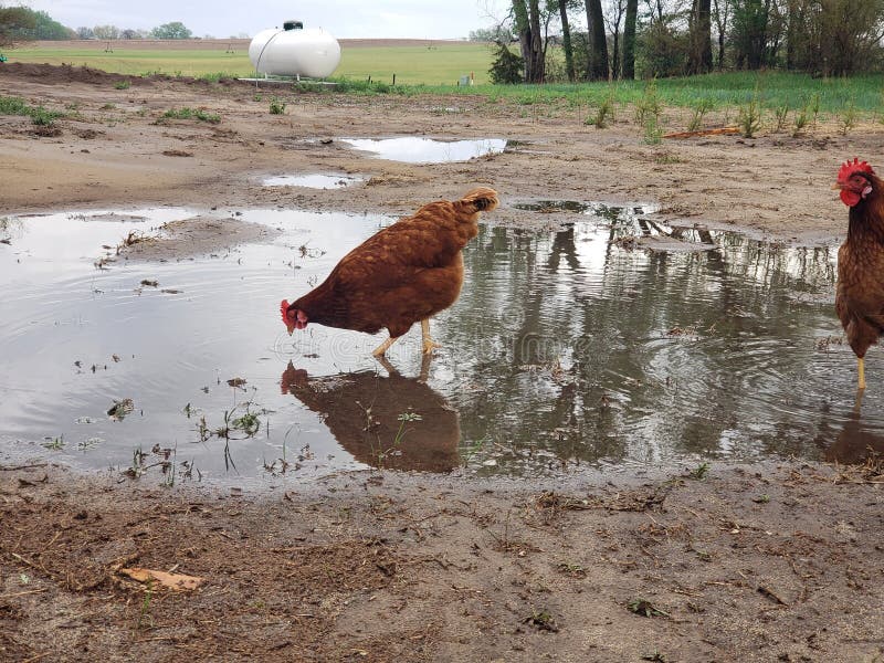 Free Range Chickens Walking Around a Puddle of Water in the Yard. Stock ...