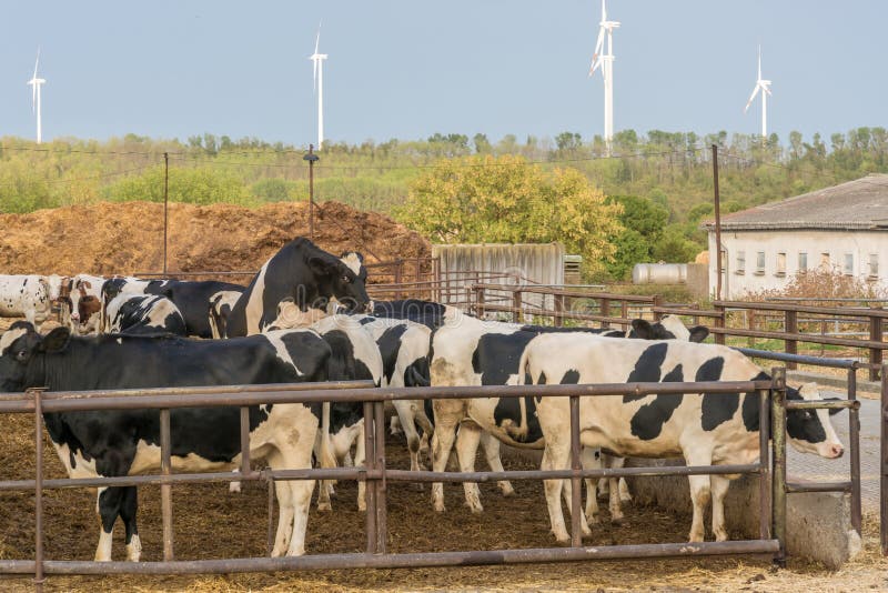 Free Range of Cows and Cattle Stock Image - Image of livestock, wind ...