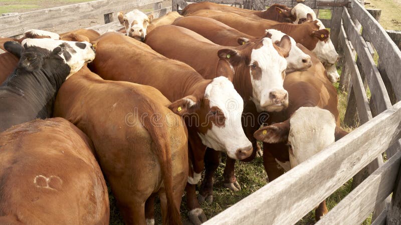 Free range cows stock image. Image of green, agricultural - 235858549