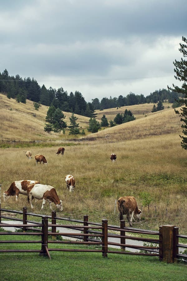 Free Range Cows Grazing in the Field Stock Image - Image of zlatibor ...