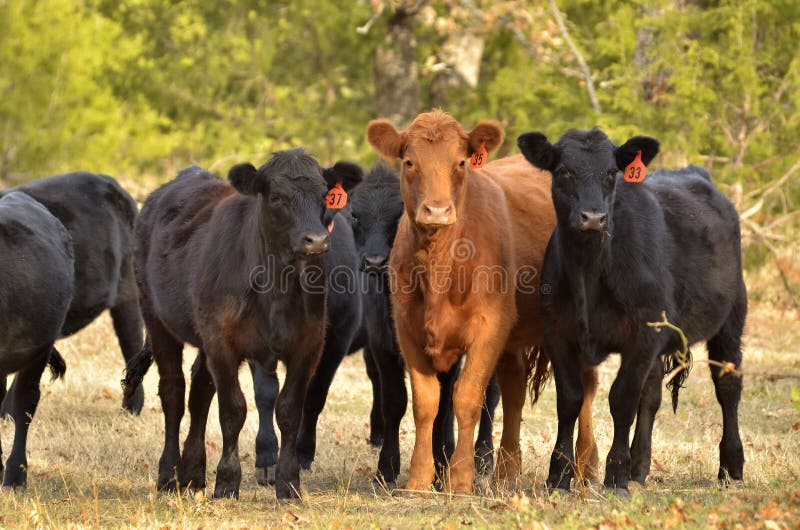 Range Cows stock photo. Image of agriculture, spring, limousin - 3848468