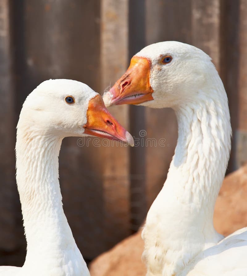 Free Range Domestic Geese stock photo. Image of geese - 24064762