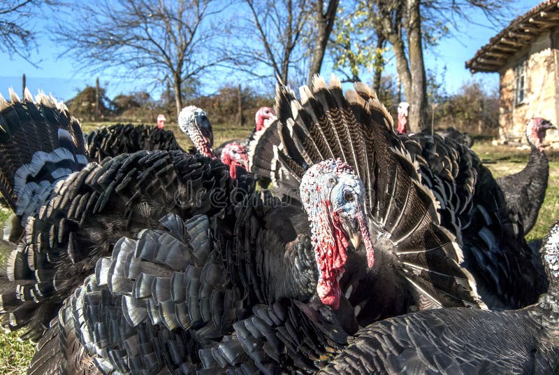 Free Range Domestic Turkeys Stock Photo - Image of livestock, animals ...