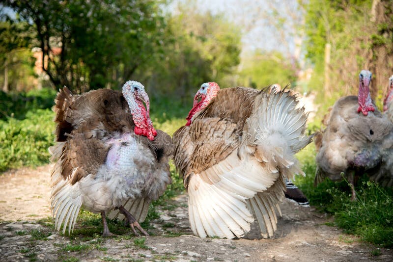 Free Range Domestic Turkeys on Meadow in Mountain Farmyard Stock Photo ...