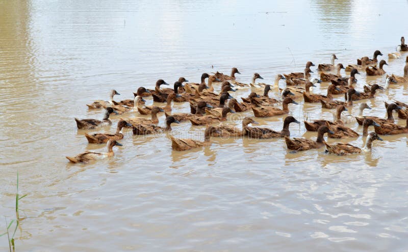A free range duck farm stock photo. Image of h5n1, nature - 75655856