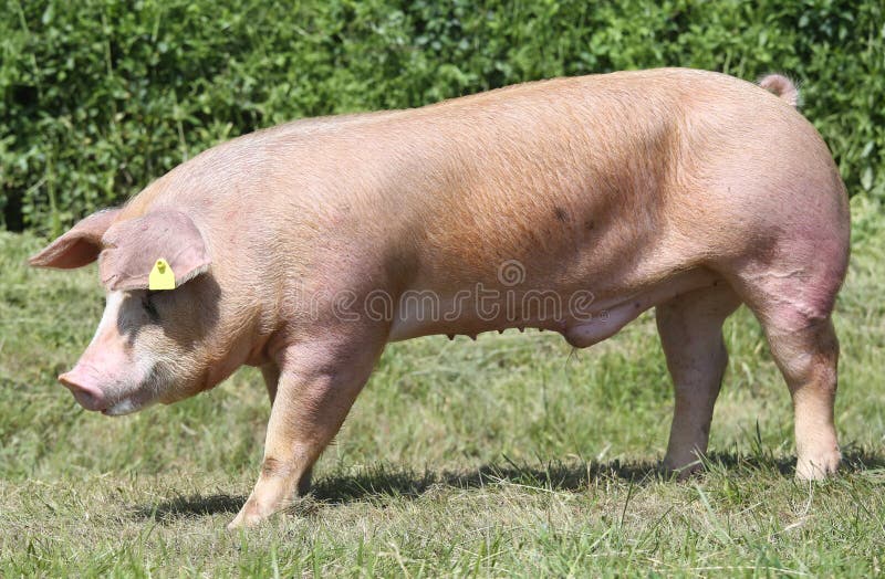 Young Duroc Pig Grazing on the Meadow Stock Image - Image of ...