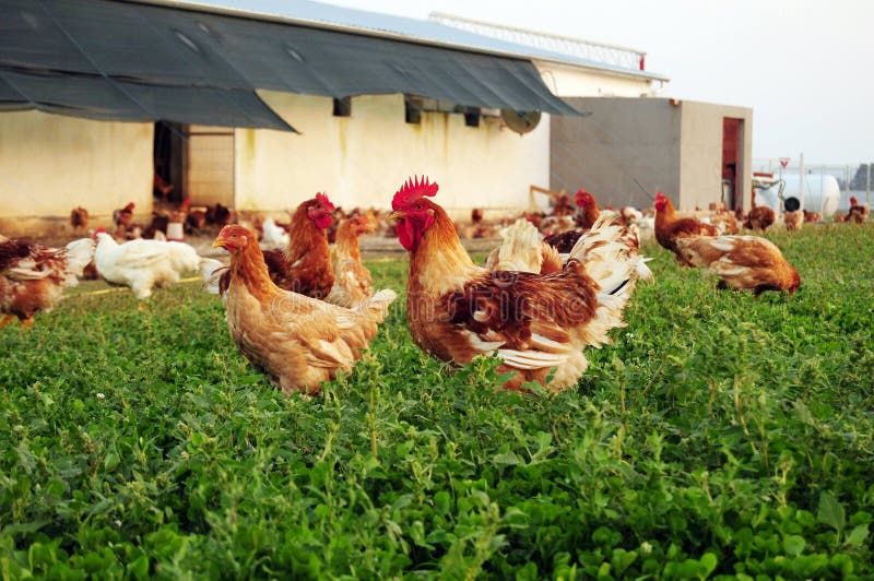 Free range farm stock photo. Image of farming, range - 71175656