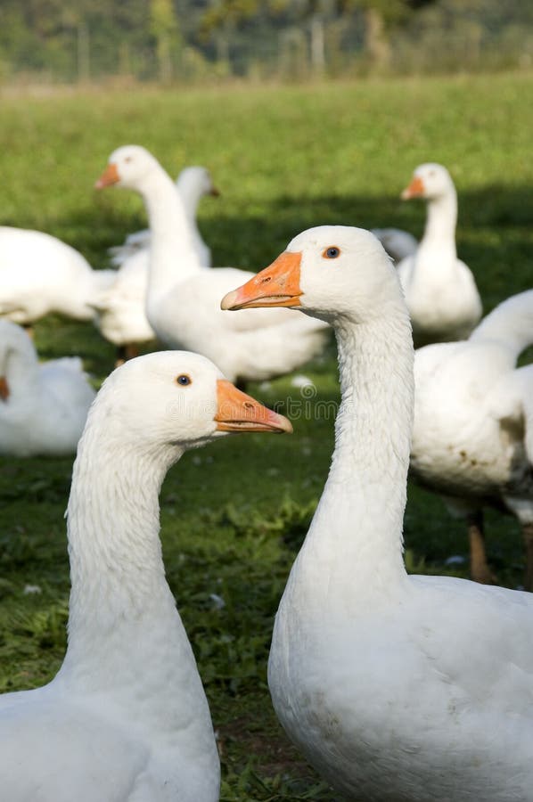 Free range geese stock photo. Image of gazes, countryside - 1501328