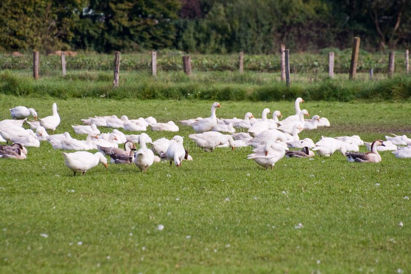 Free range geese stock photo. Image of grass, beak, poultry - 37748568