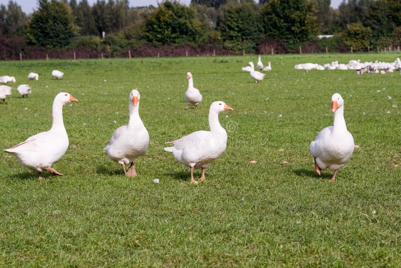 Free range geese stock image. Image of feeding, green - 31779831