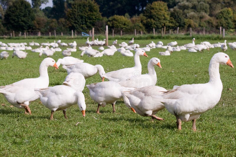 Free range geese stock image. Image of working, feeding - 37822211