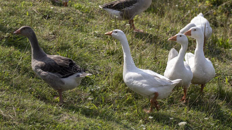 Free-range geese stock image. Image of fowl, farm, farming - 228135815
